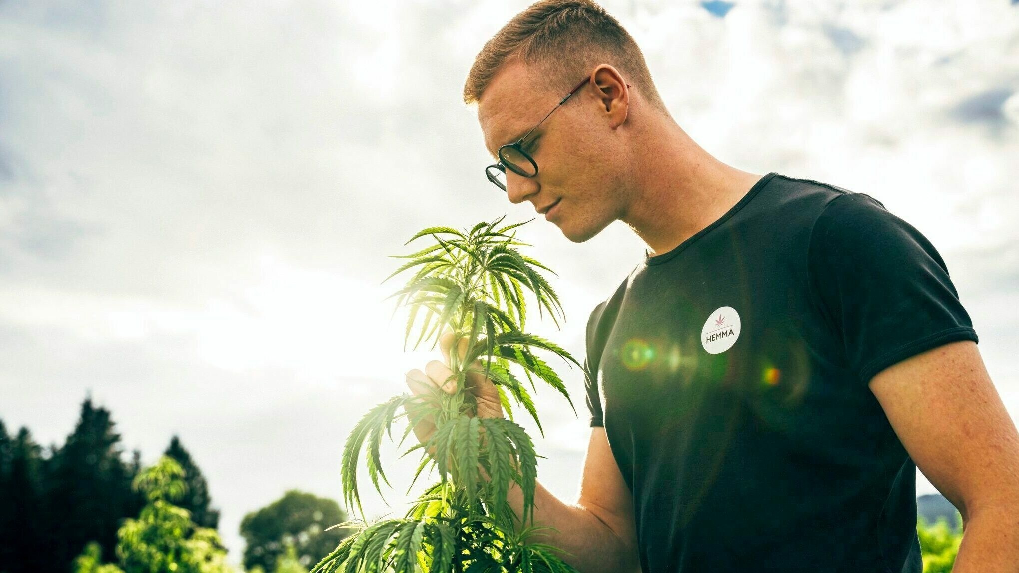 Wie Schmerzöle helfen - Diese Hanfplantage bringt Mediziner zum Staunen ...