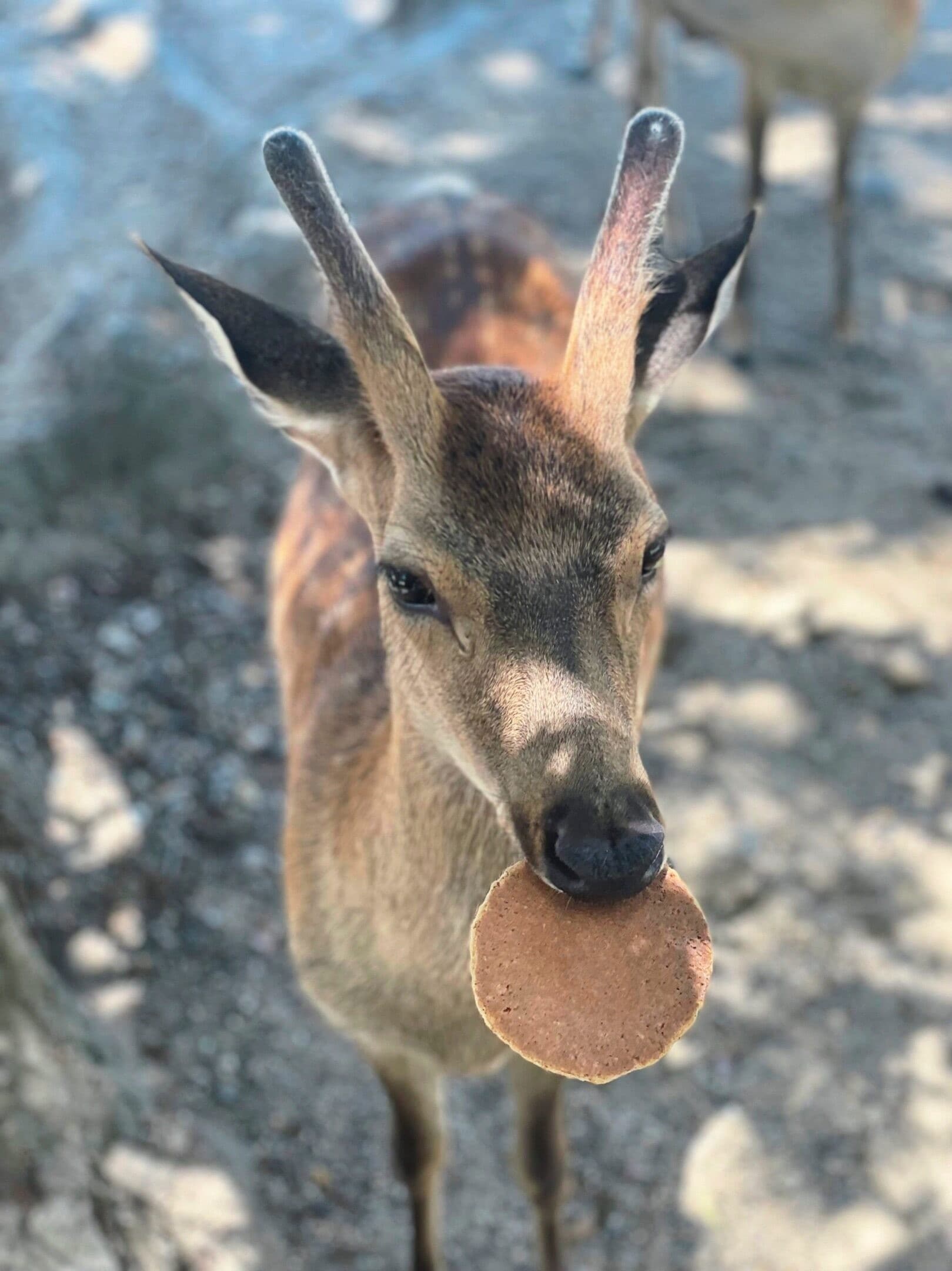 Japan - Die heiligen Rehe von Nara | krone.at