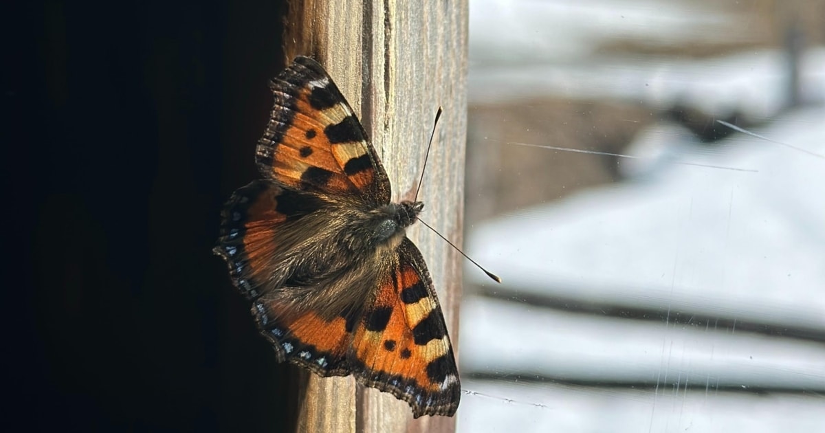 Request to homeowners - Spring awakening: Butterflies are now fighting ...