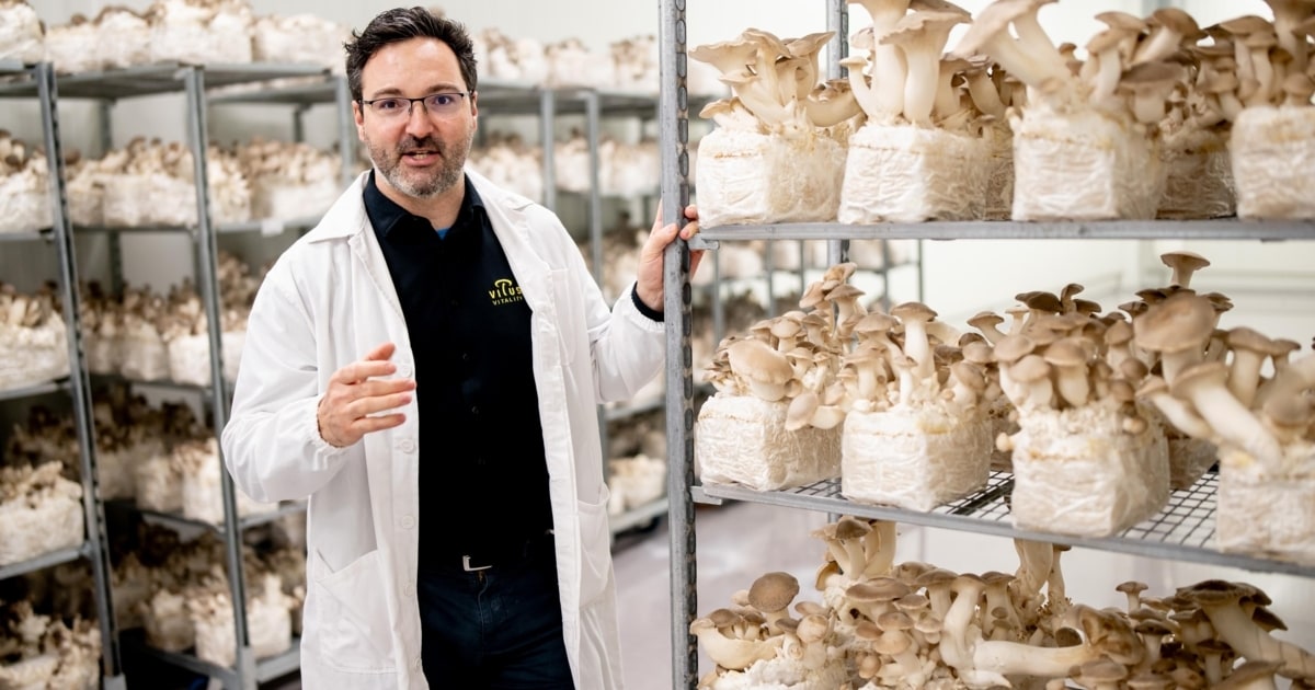 Fine mushrooms from Lower Austria - Organic pioneer sprouts fresh ...