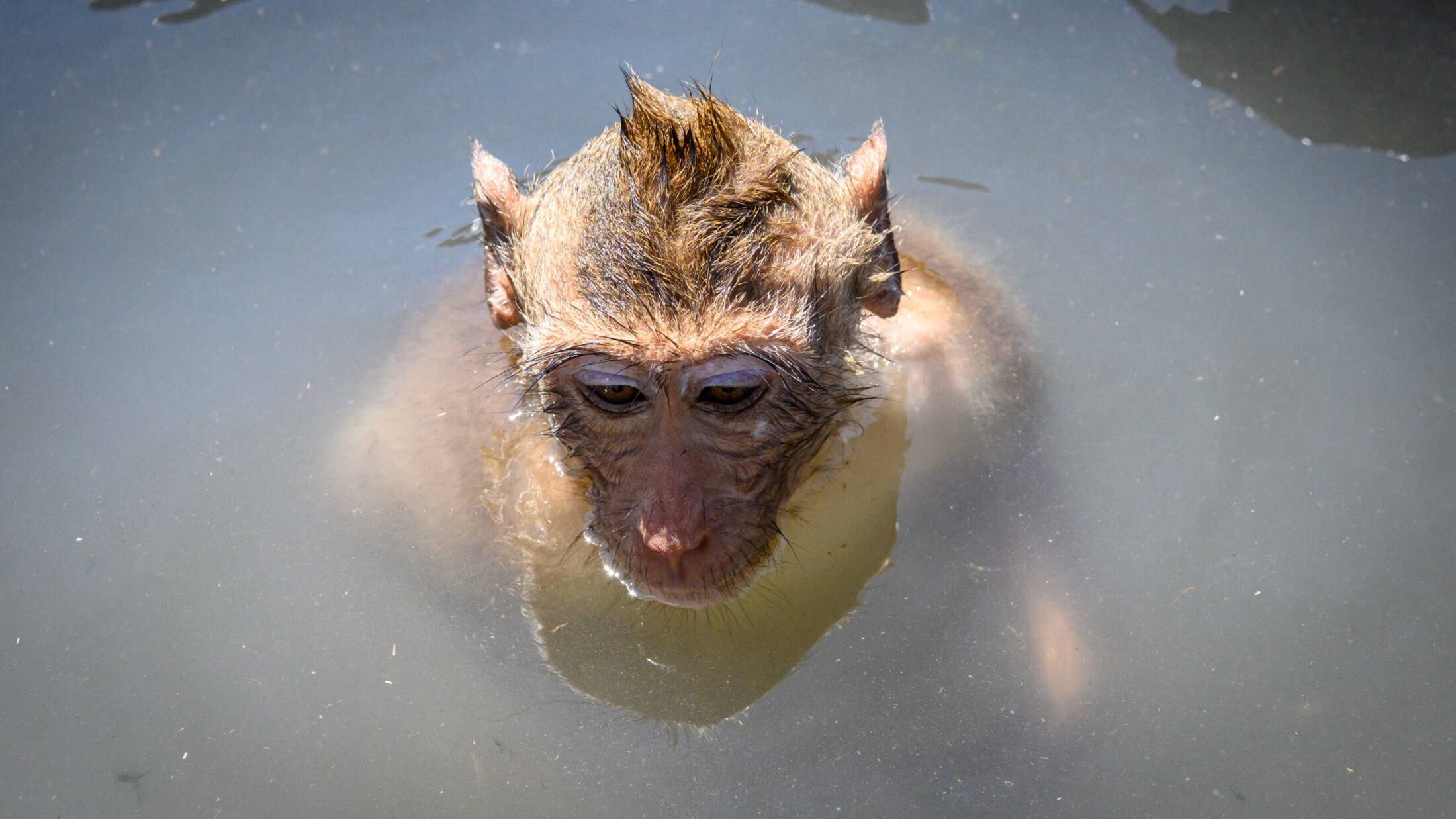 Heatwave rolls in - Gloomy forecast: soon over 50 degrees in Thailand ...