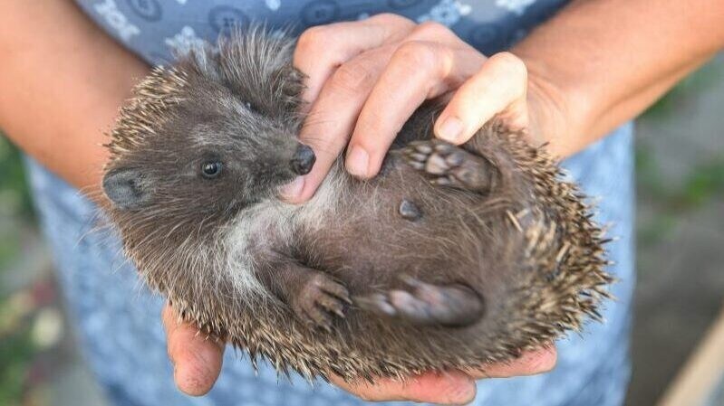 Animal experts concerned - Only near-natural gardens can help hedgehogs | krone.at