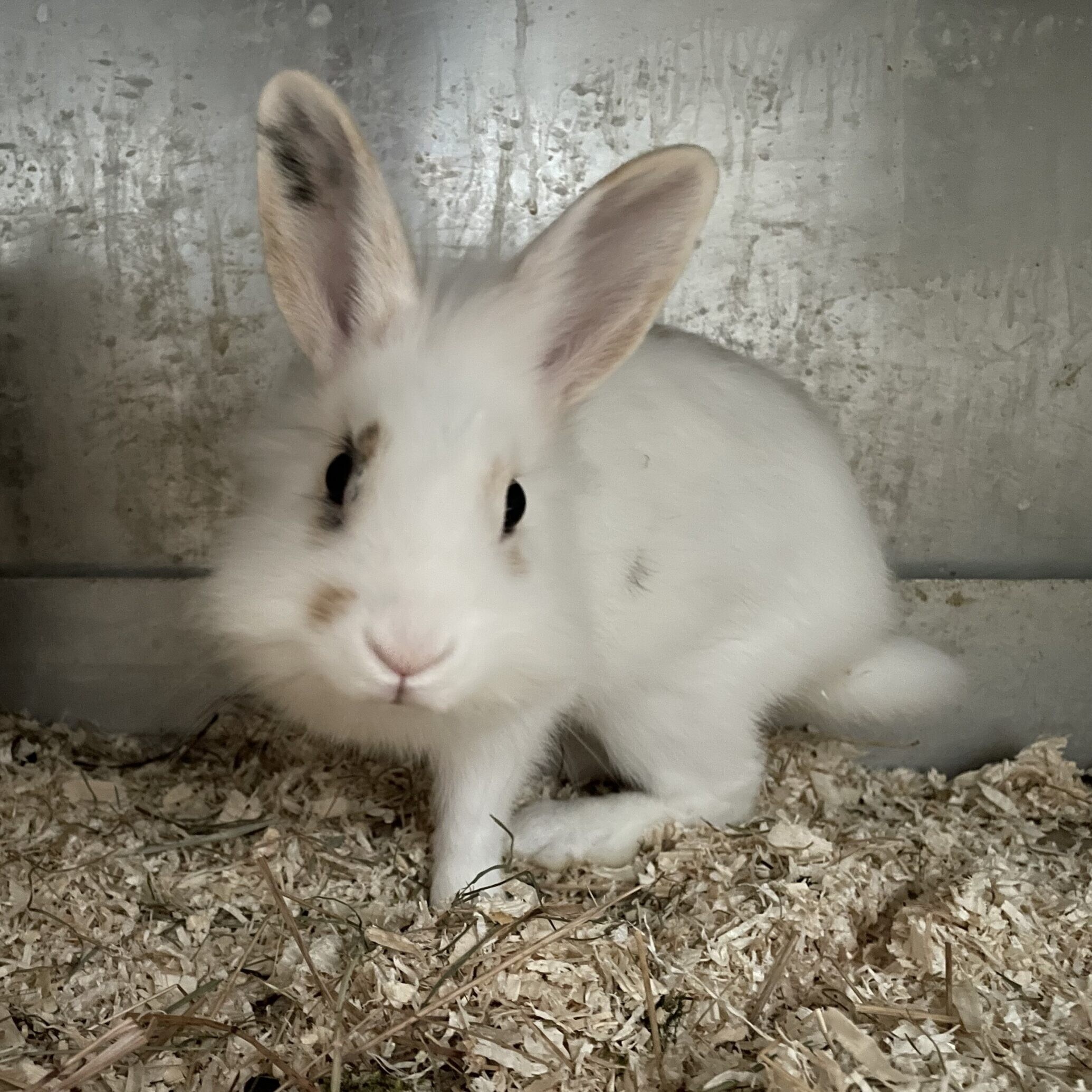 Upper Austria animal corner - Animal shelter residents looking for a ...