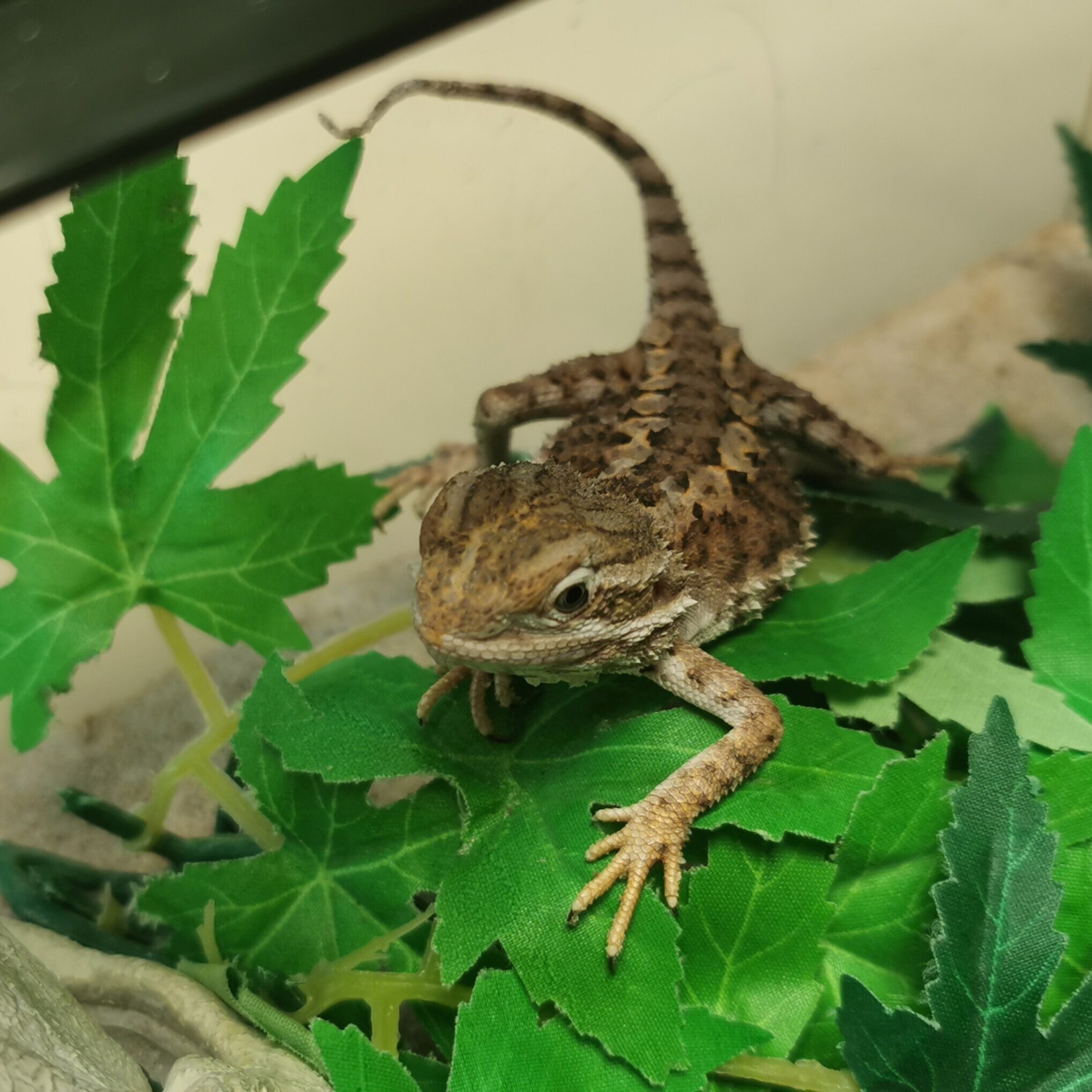 Upper Austria animal corner - Animal shelter residents looking for a ...