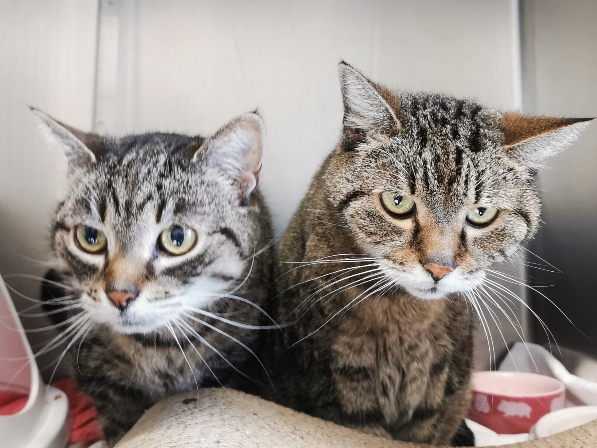 Upper Austria animal corner - Animal shelter residents looking for a ...