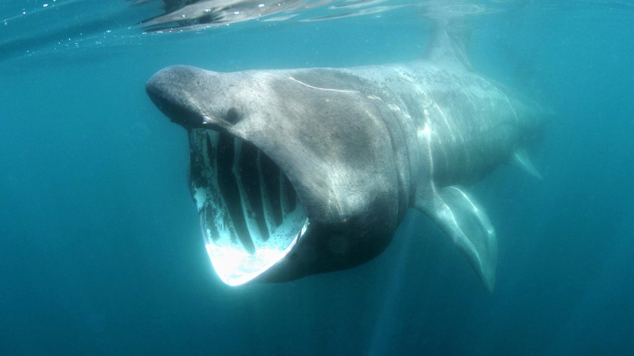 Researchers delighted - Eight-meter-long basking shark spotted off ...