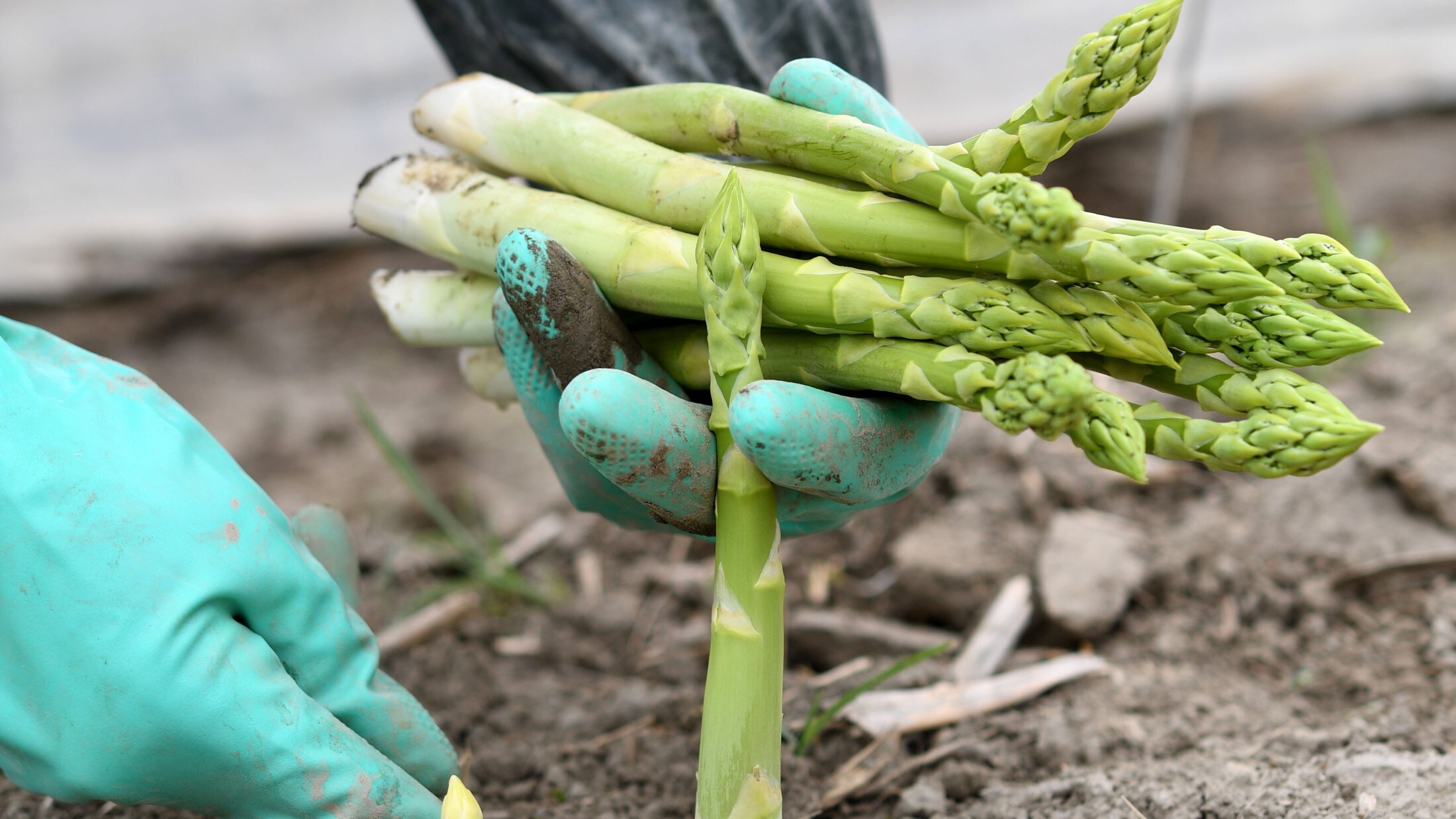Grâce à un temps doux - Les cultivateurs d’asperges ouvrent la saison ...