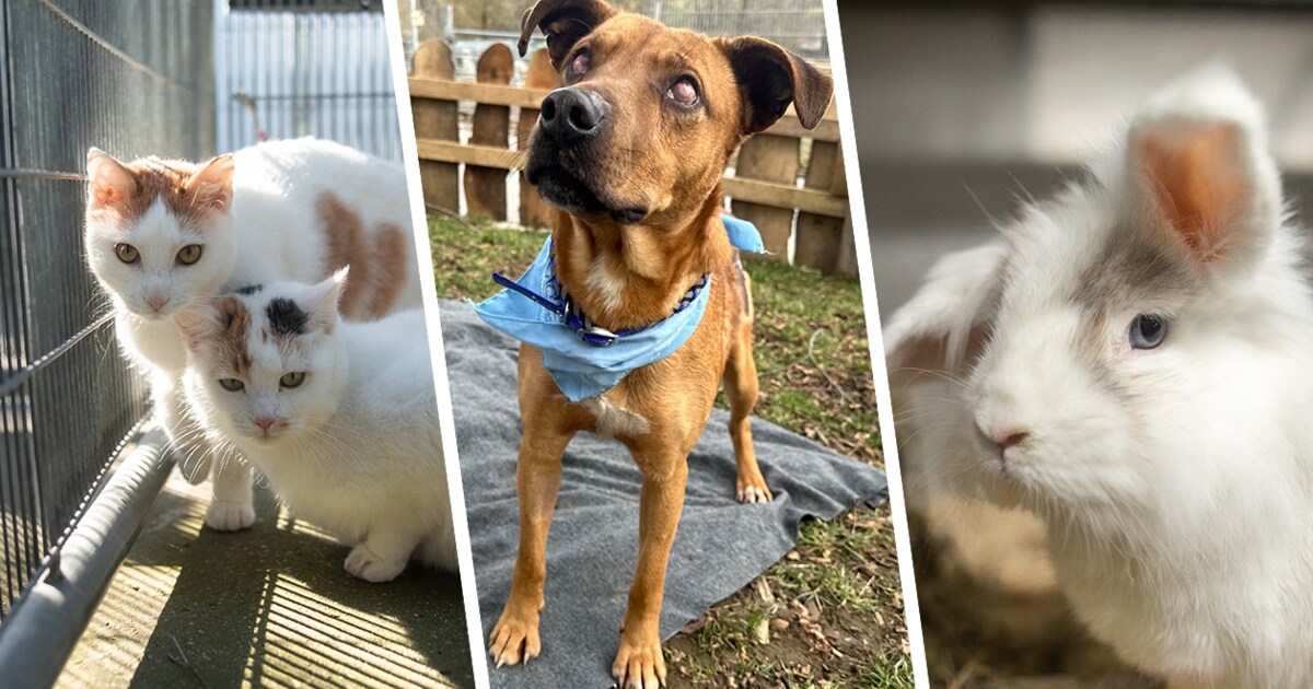 Upper Austria - Animals in search of a good home | krone.at