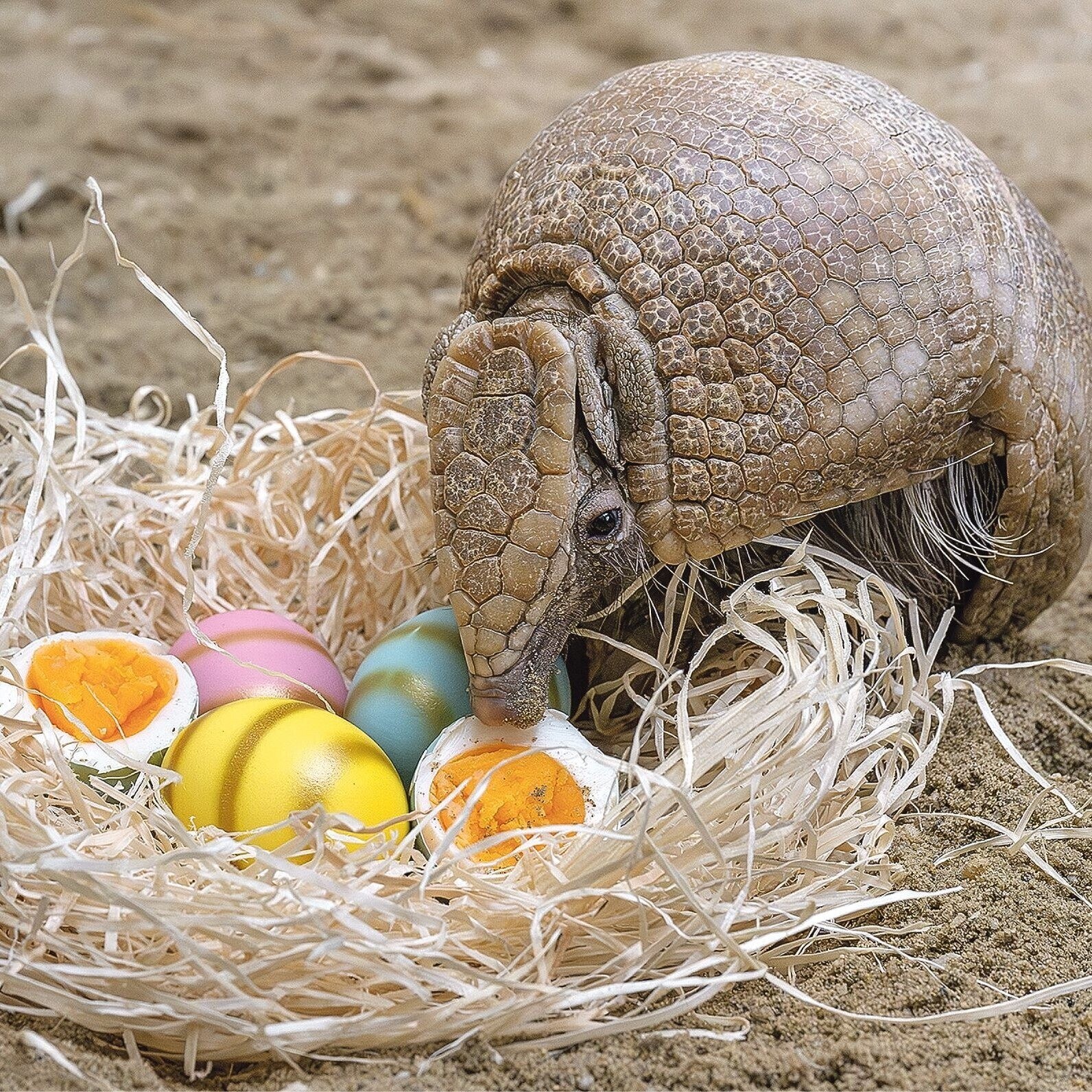 Town hall to zoo - Easter fun for children and animals throughout the ...