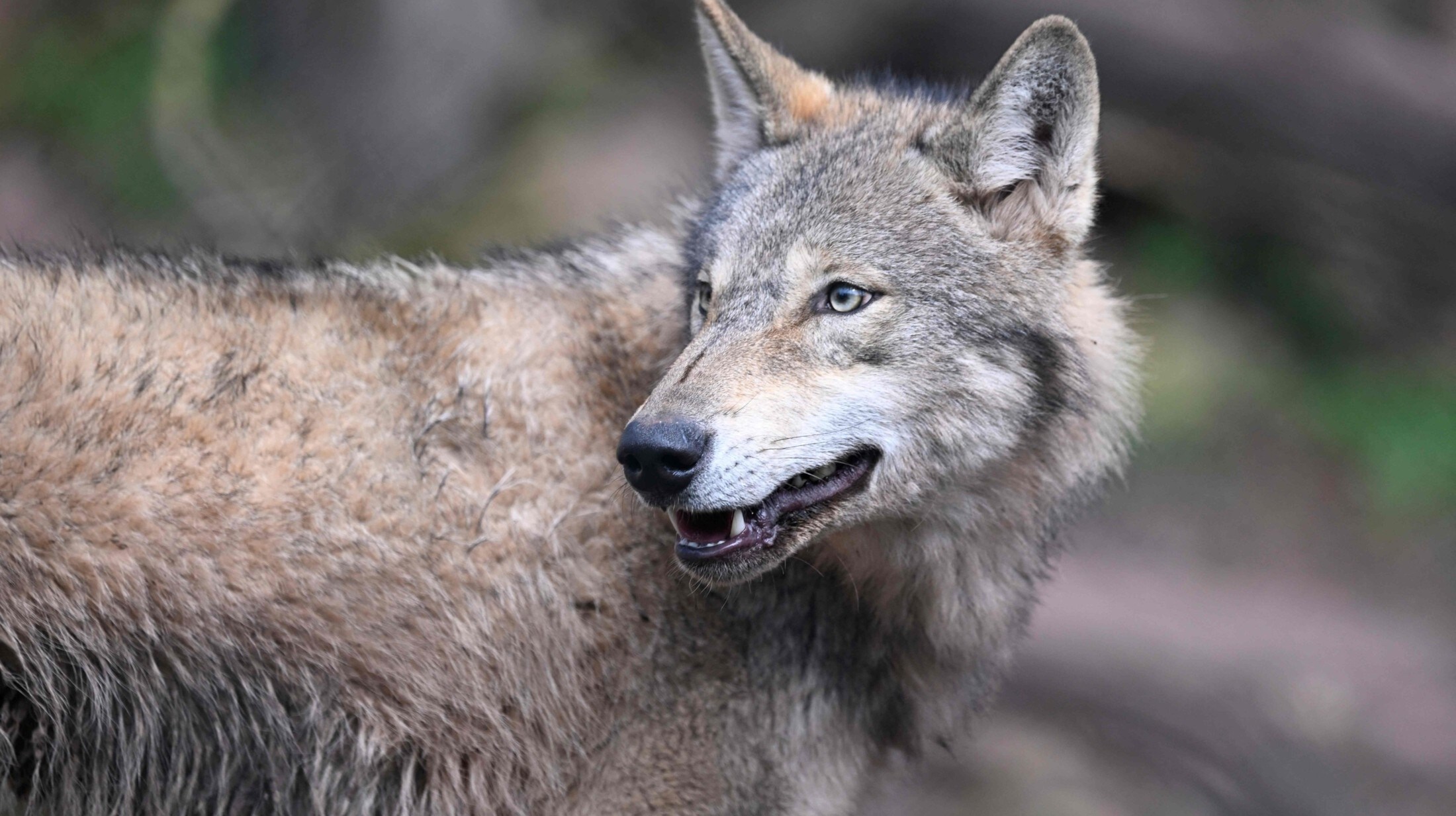 Wolf management plan - New species: high-risk wolf | krone.at