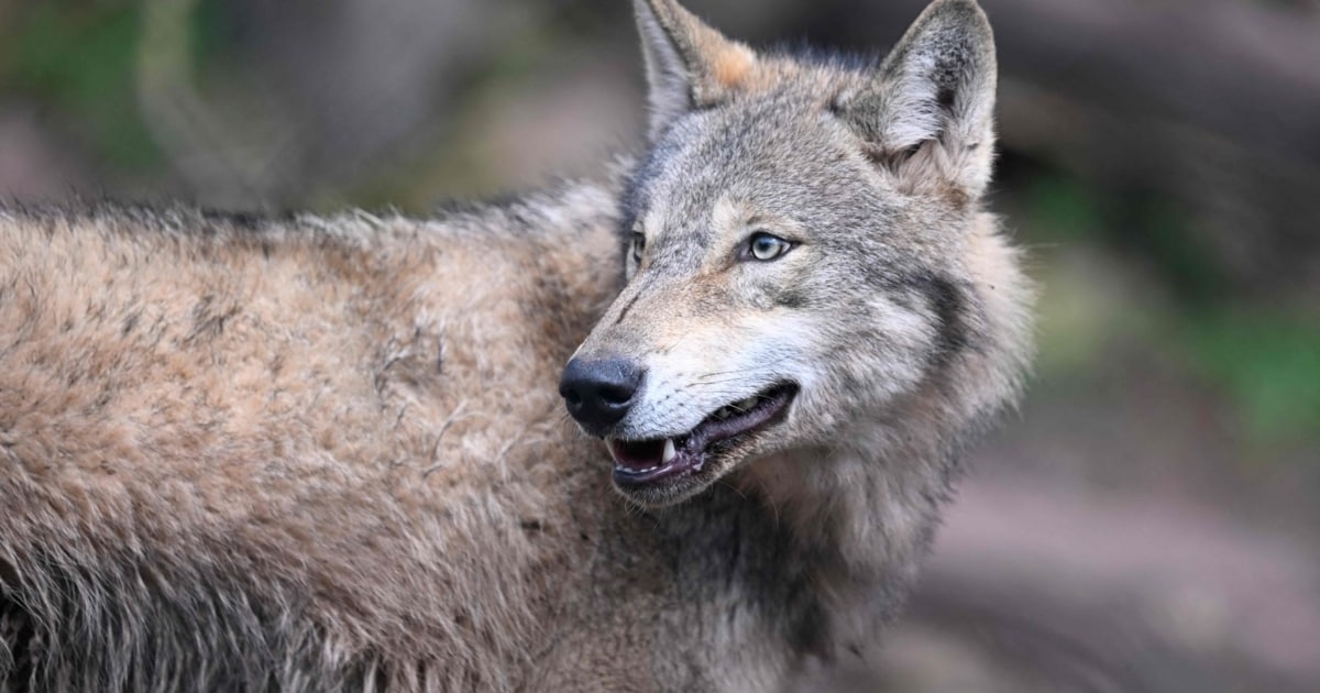 Wolf management plan - New species: high-risk wolf | krone.at