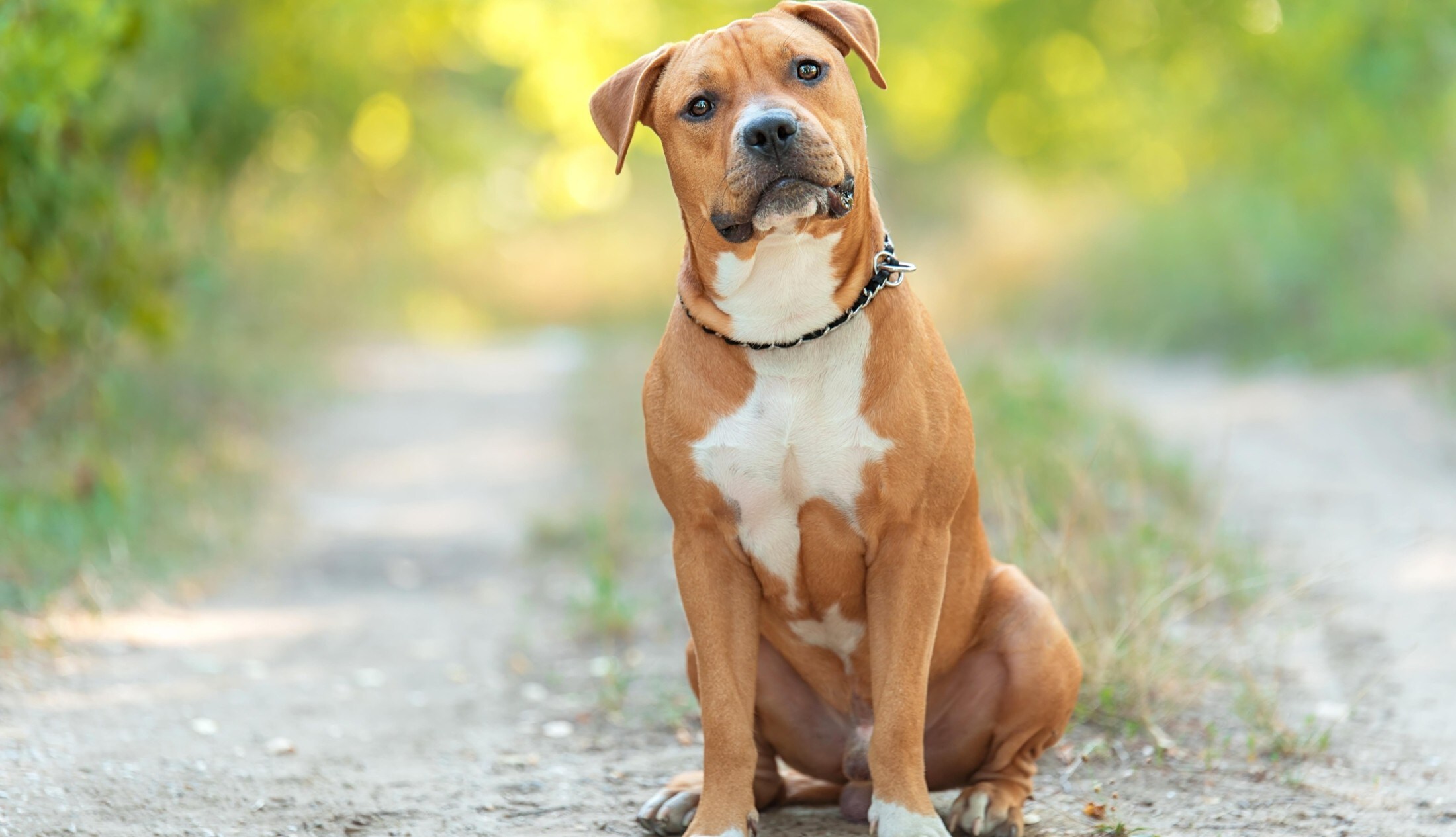 Animal cruelty trial - “Mistress” in court because dog was spindly ...