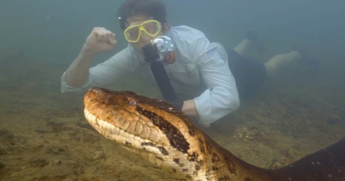 Wurde sie umgebracht? - 200 Kilo schwer: Größte Schlange der Welt ist tot | krone.at