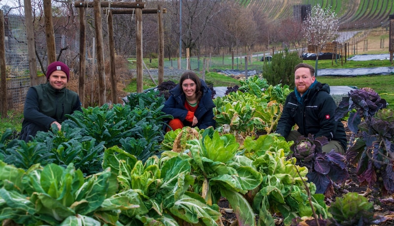 Regionale Kooperation - Aus drei mach eins: die „SeeWinkelgärten ...