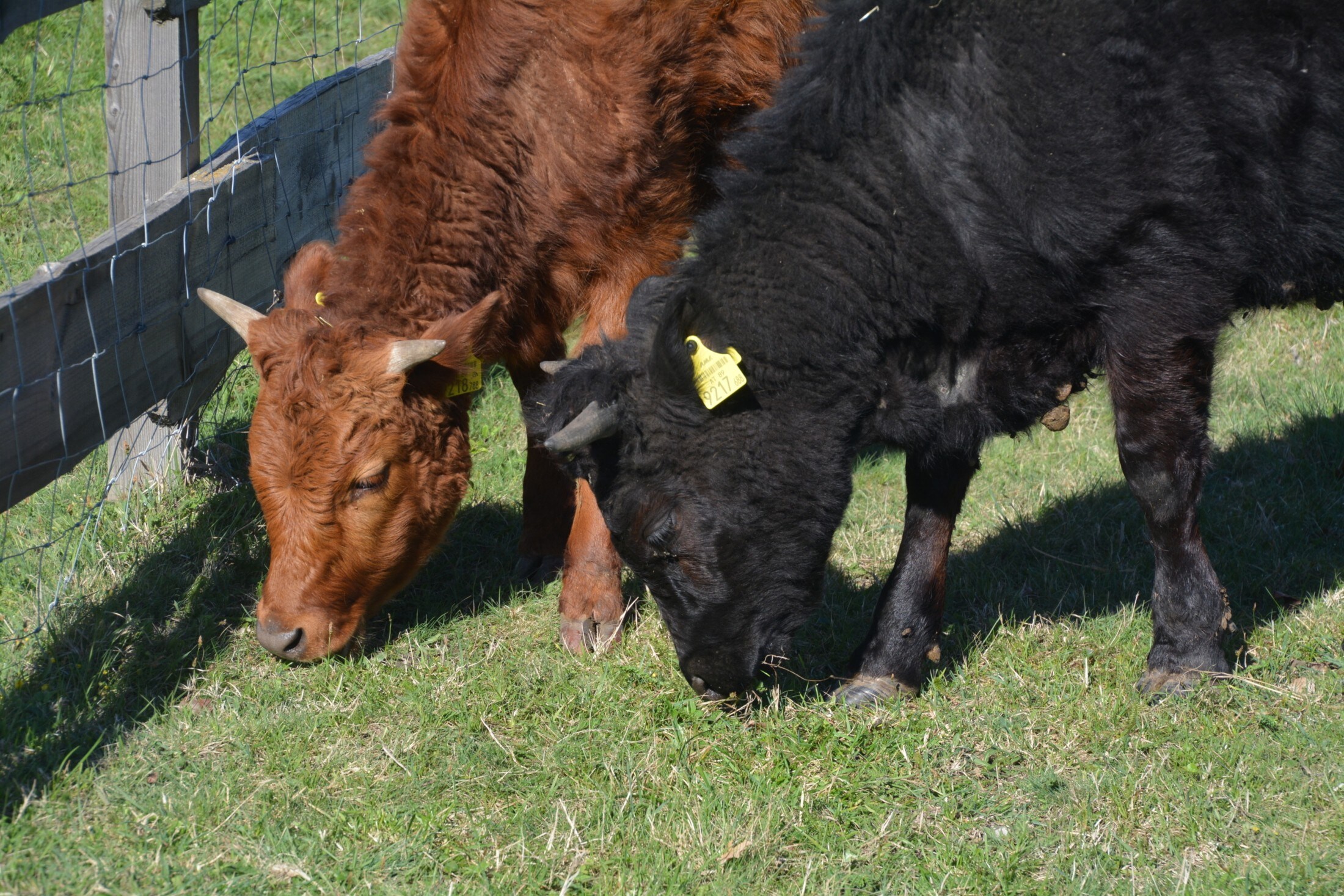 Visitor magnets - Mini moos, dwarf goats and white baroque donkeys ...
