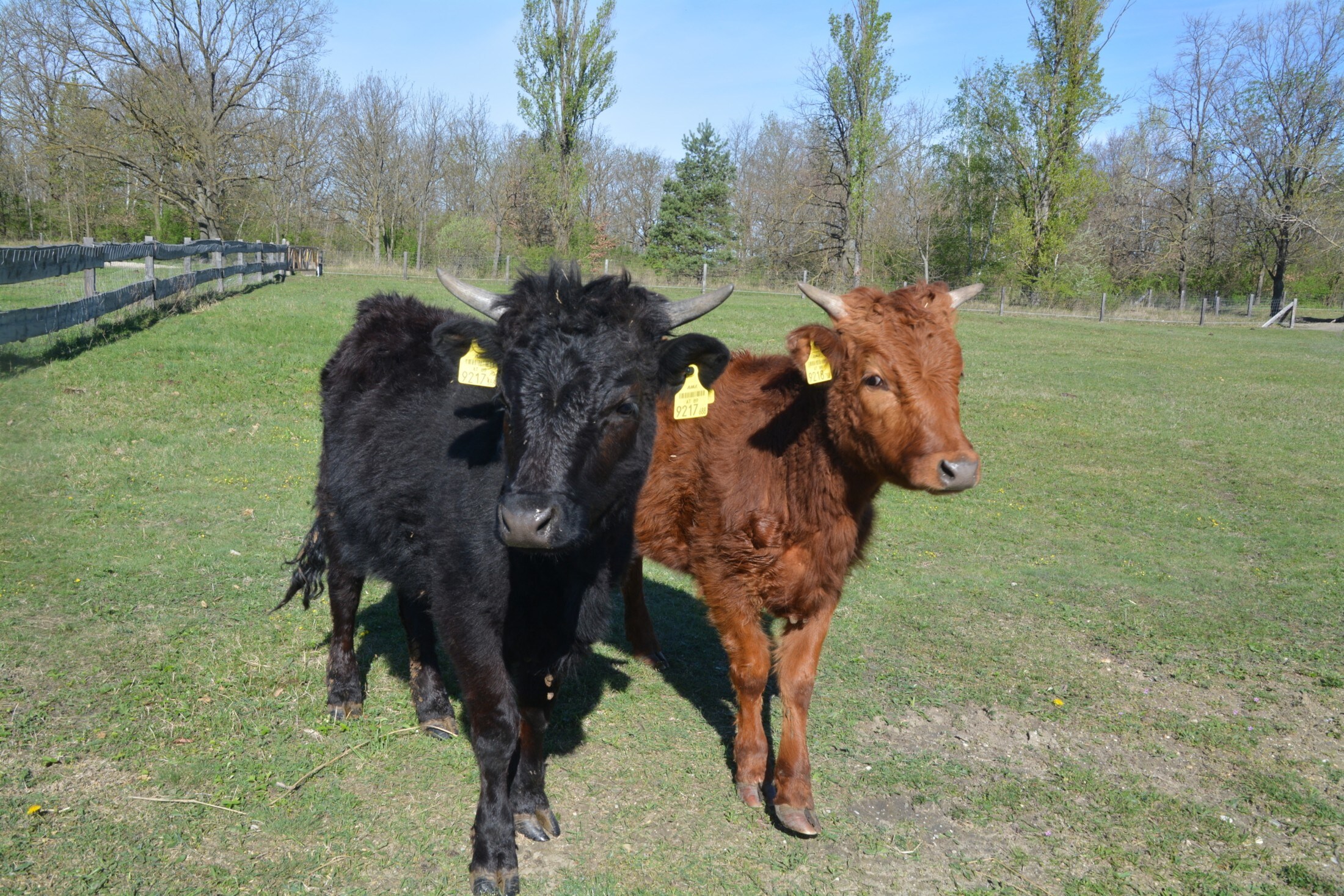 Visitor magnets - Mini moos, dwarf goats and white baroque donkeys ...