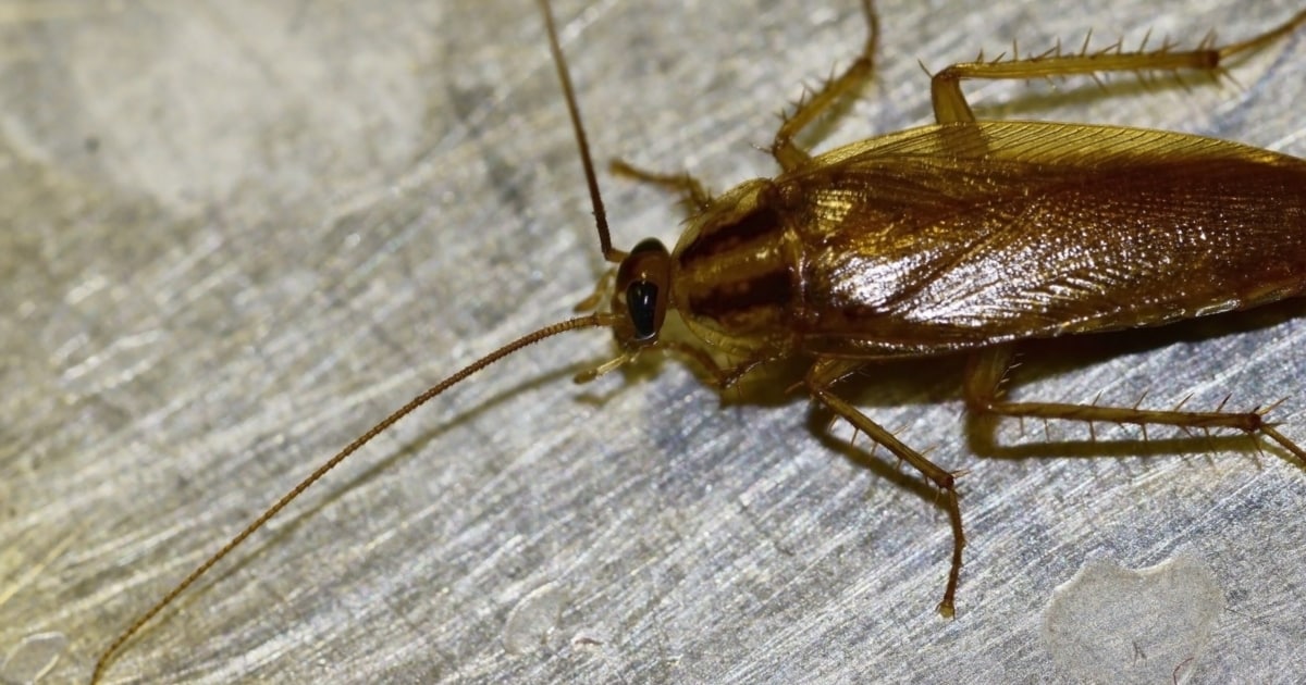 Canteen closed - Cockroach infestation in the Moroccan barracks! | krone.at