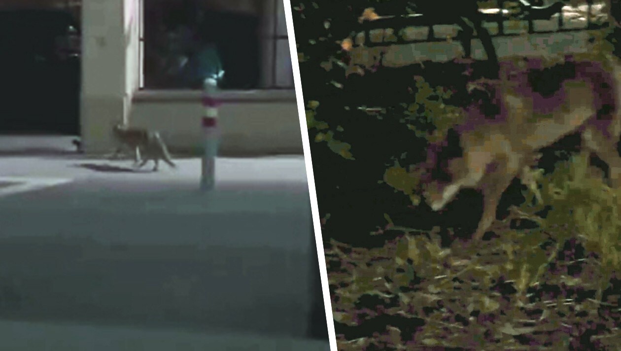 Wild animals in Vienna - Fox walks through the middle of Leopoldstadt ...