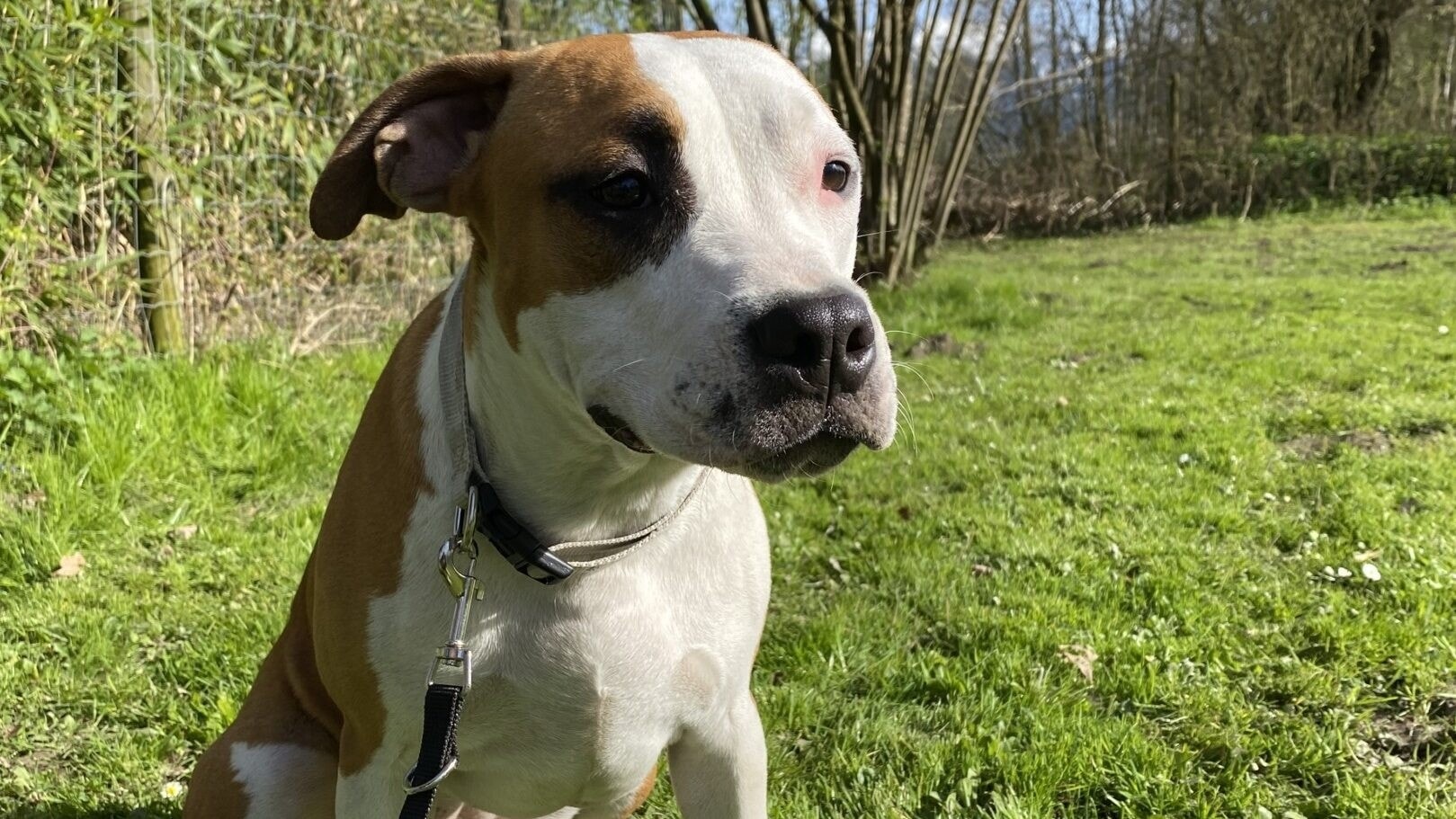 Vergabe Vorarlberg - Diese Vierbeiner suchen ein neues Zuhause | krone.at