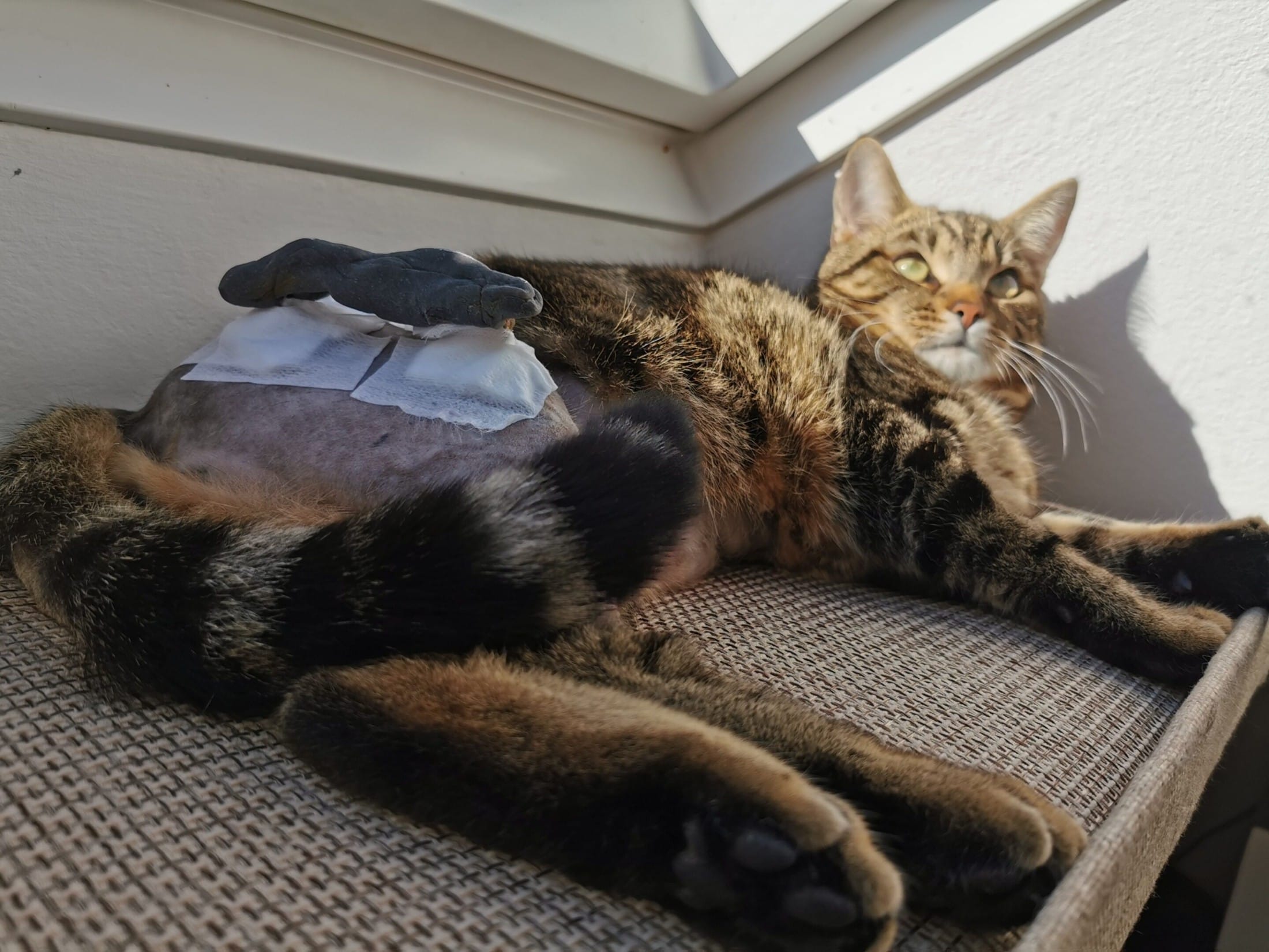 Kater lief in Auto - Wie verletzter Streuner „Leo“ neues Leben bekam ...