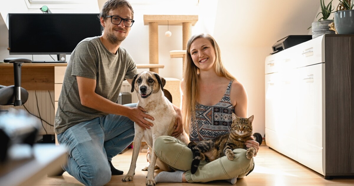 Kater lief in Auto - Wie verletzter Streuner „Leo“ neues Leben bekam ...