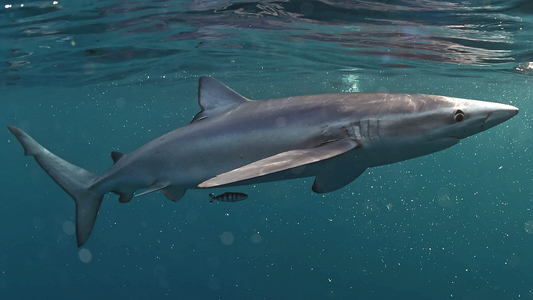 Alessandra maia boquete