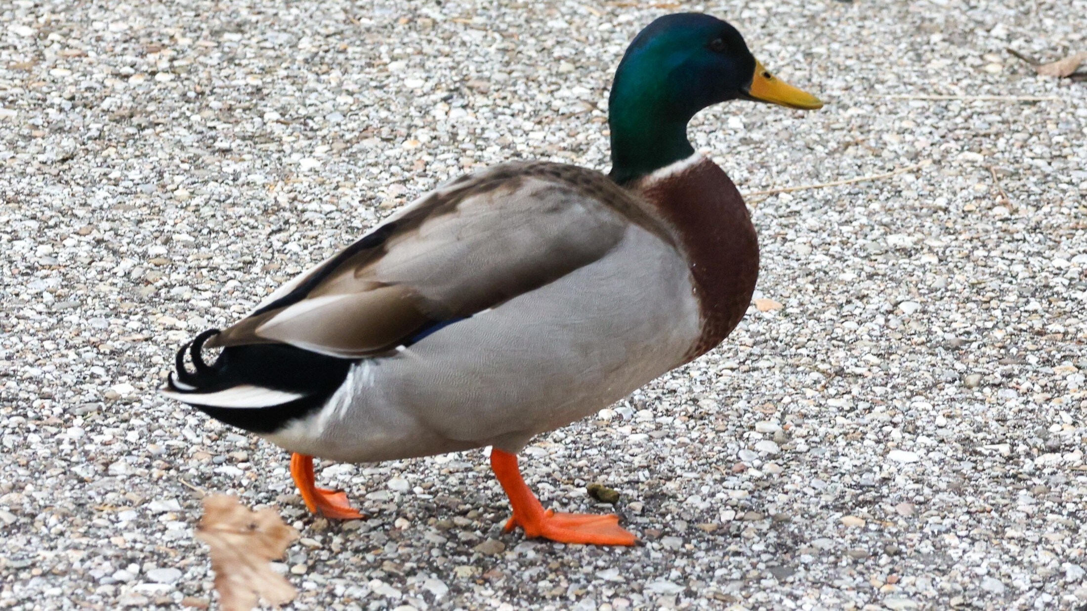 Cruelty to animals - Unknown poacher shot wild duck in flight | krone.at