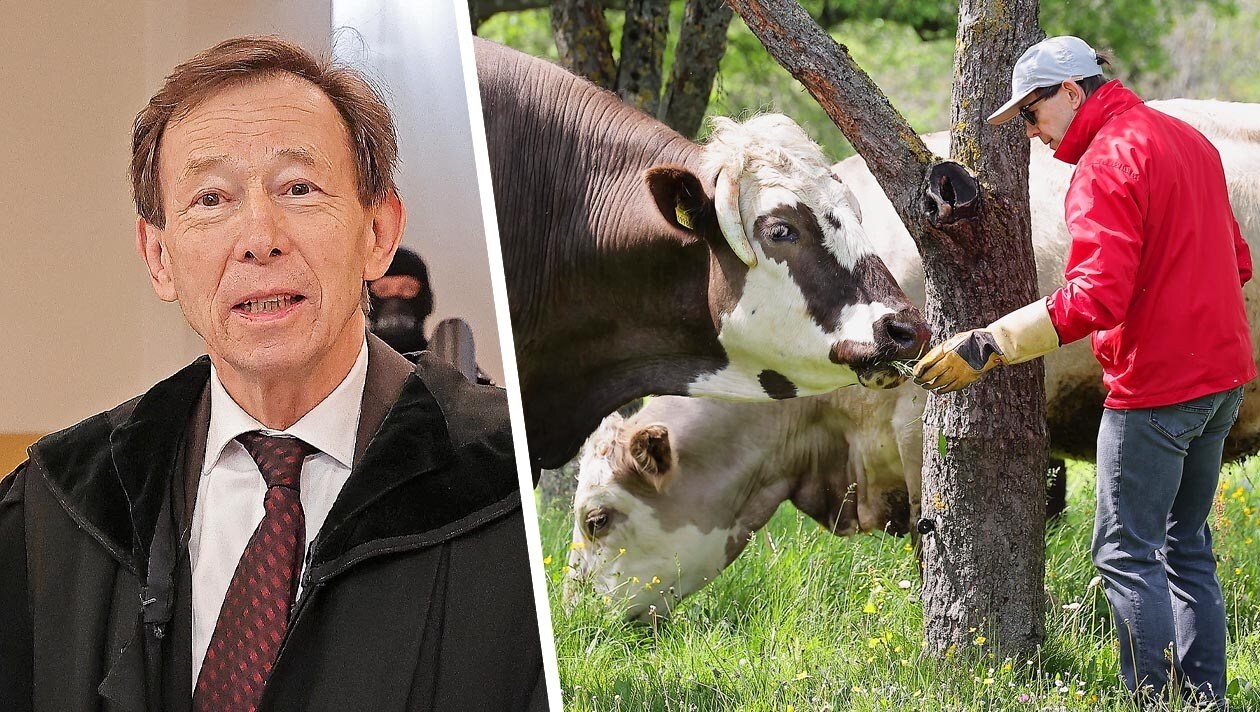 Sanfte Seite - Wie Strafverteidiger Mayer zum Ochsen-Paten wurde | krone.at