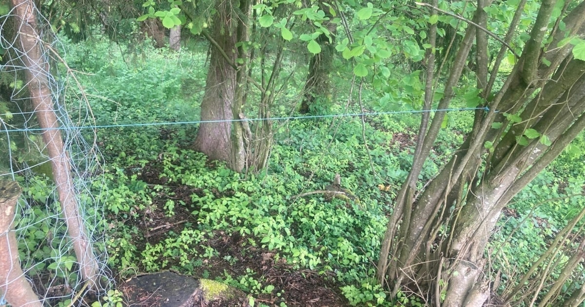 Hunters horrified - String trap in forest set exactly at head height ...