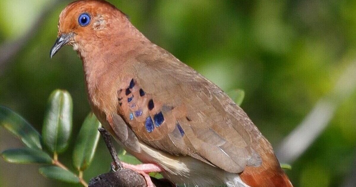 Protection from extinction - Researchers reared a very rare blue-eyed ...