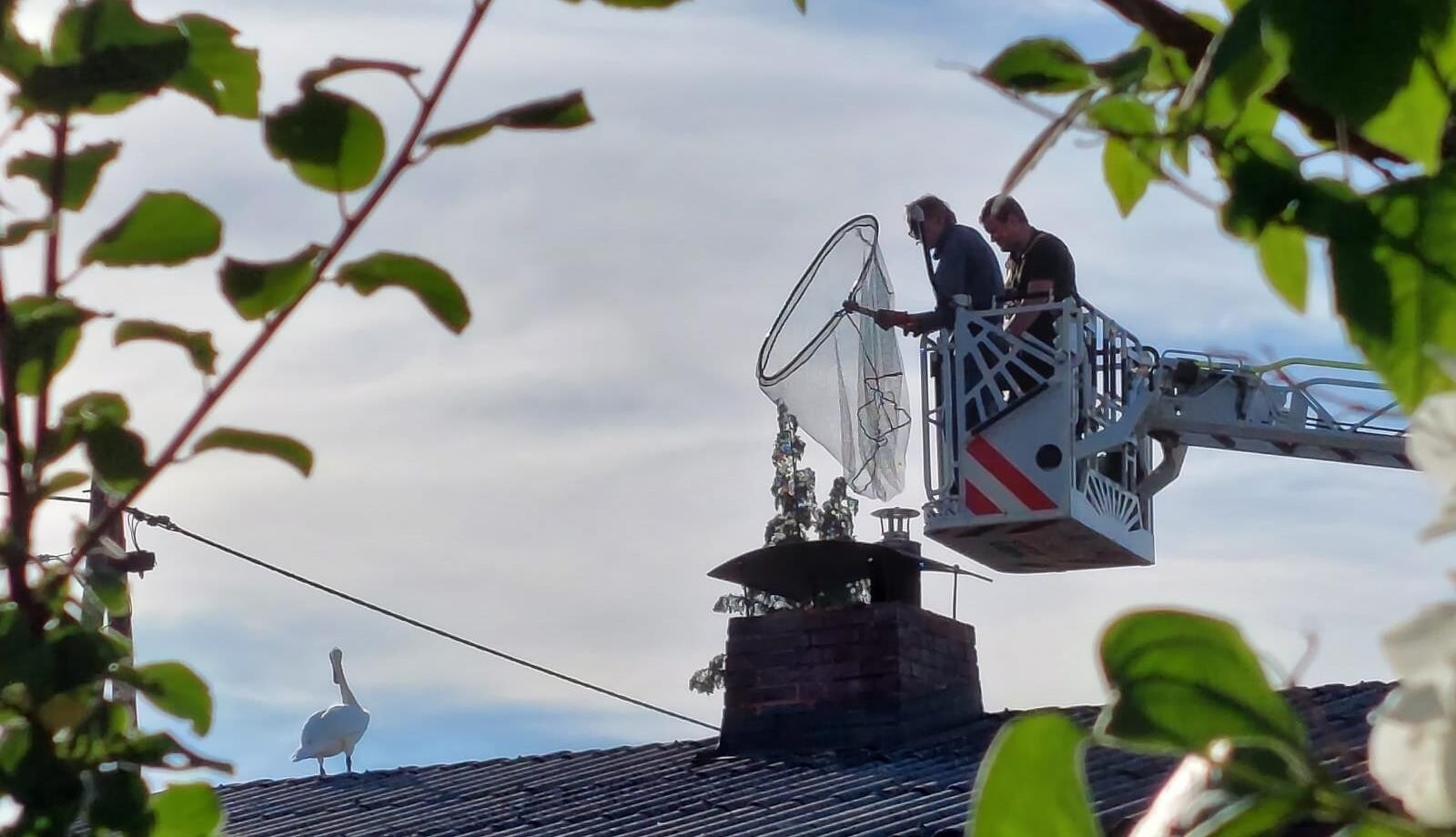 Flying away impossible - A stray swan was stuck on a hot rooftop | krone.at