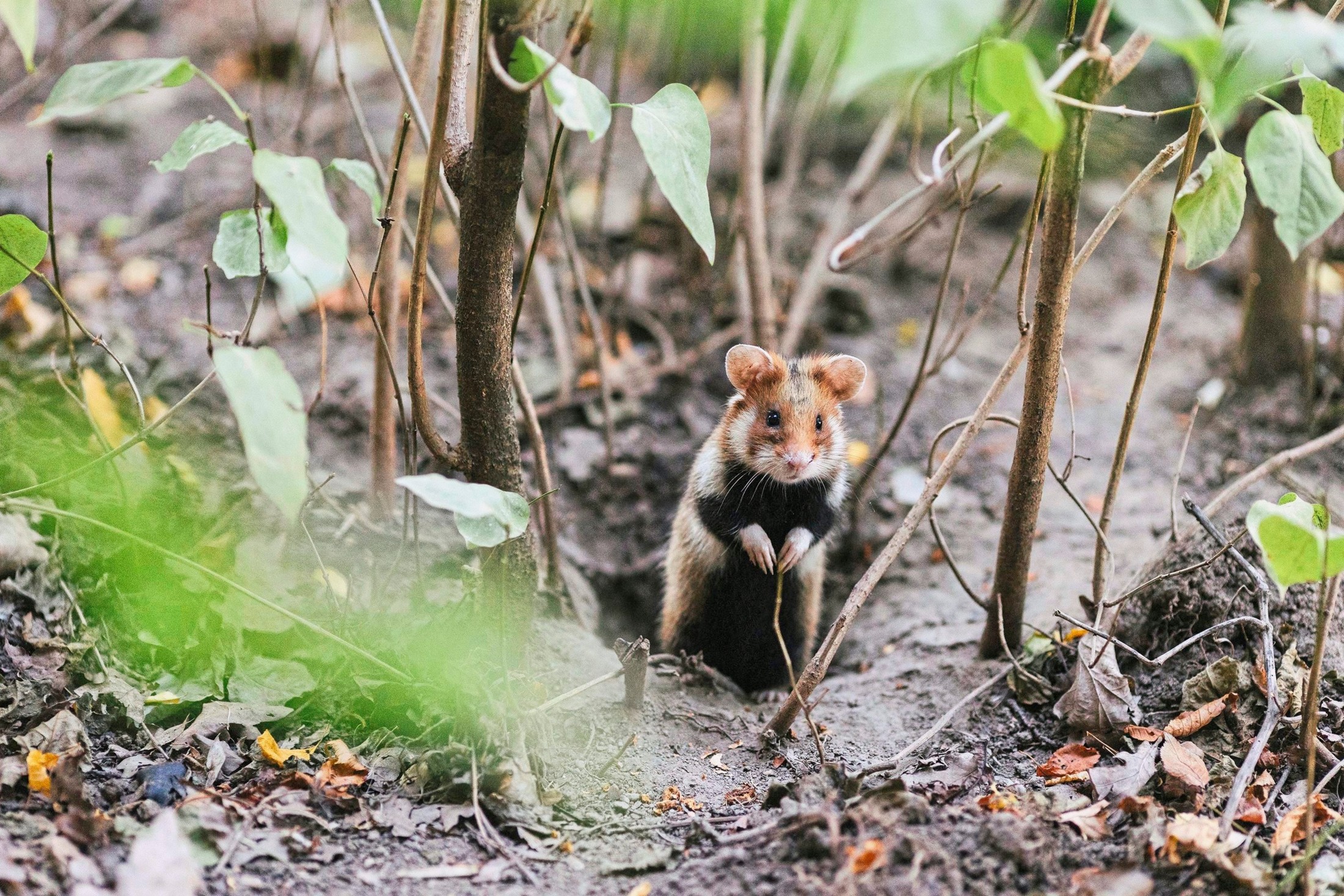 Need to be cared for - Hamsters, bats: animal housing in Vienna | krone.at