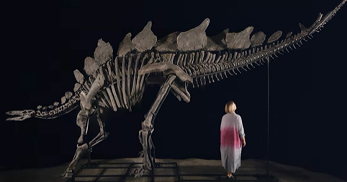 New York-i árverés - Stegosaurus csontváza hatmilliót érhet el | krone.at