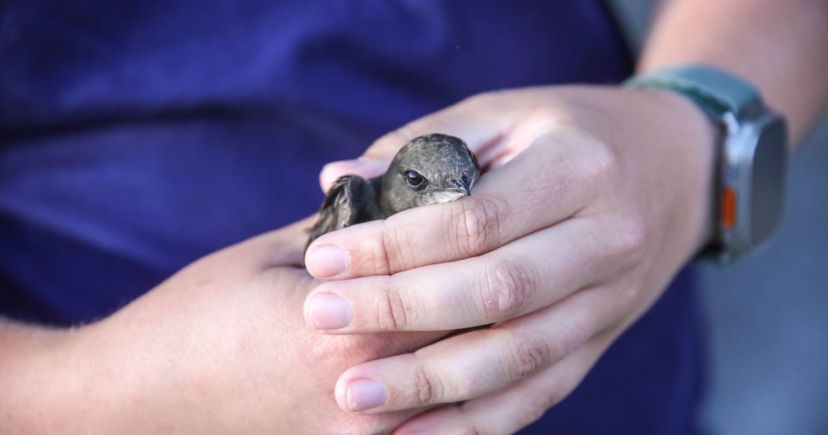 Poor animal rescued - Swift stuck on adhesive tape in window | krone.at