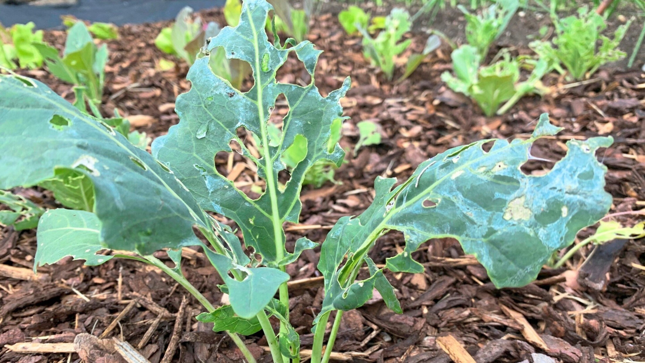 Slimy plague - What really helps against slugs and snails | krone.at