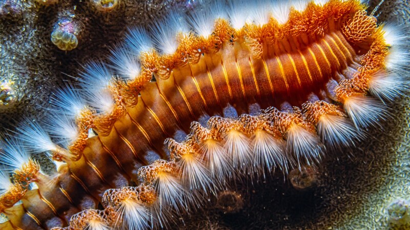 It's getting dangerous here - Bathers in fear: poisonous carnivores in ...