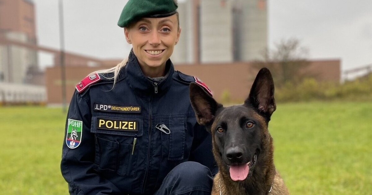 Knacker als Belohnung - Diensthündin „Cox“ schnappte flüchtigen Dieb ...