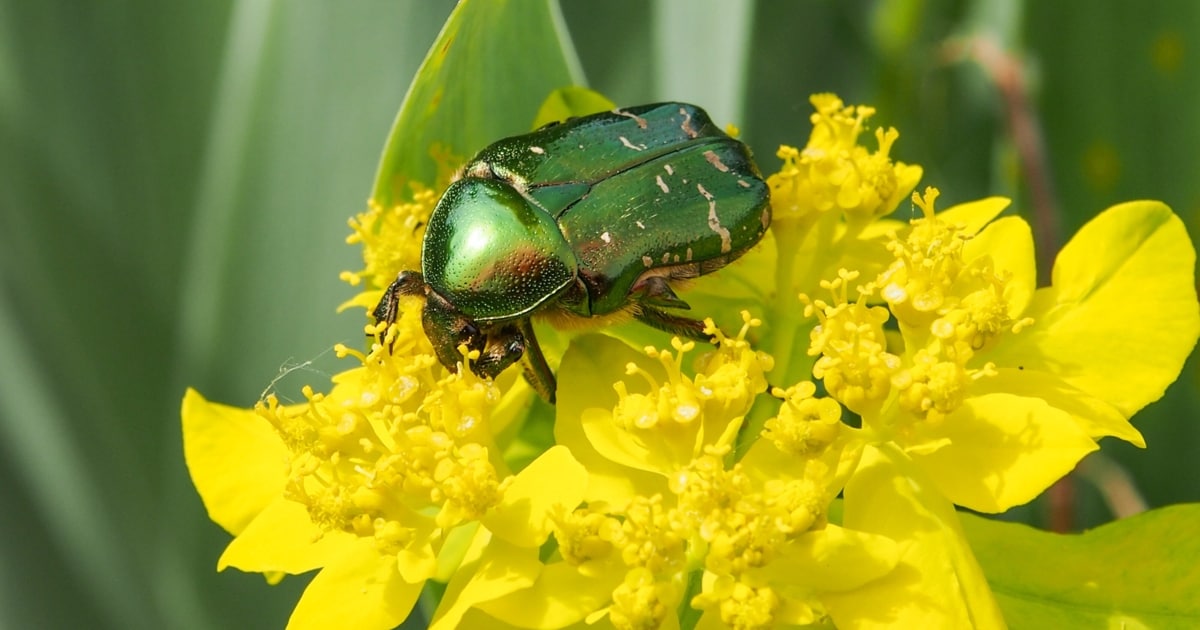 Animal world - Rose chafer beetles: pretty hummers on the move | krone.at