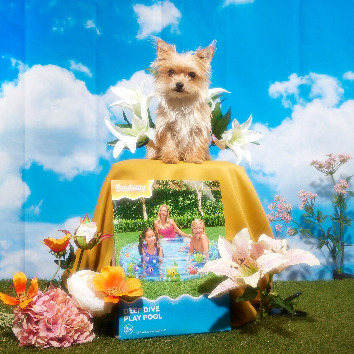 Influencer mit Fell - So kann man beim Online-Kauf Tierheim ...