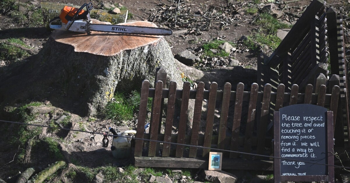 Prozess beginnt - „Robin-Hood-Baum“ gefällt: Zwei Männer vor Gericht ...