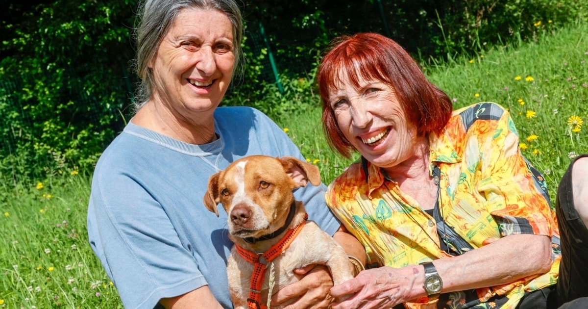 Katzen und Hunde - Tierheim Hallein vermittelt Tiere für ältere Leute ...
