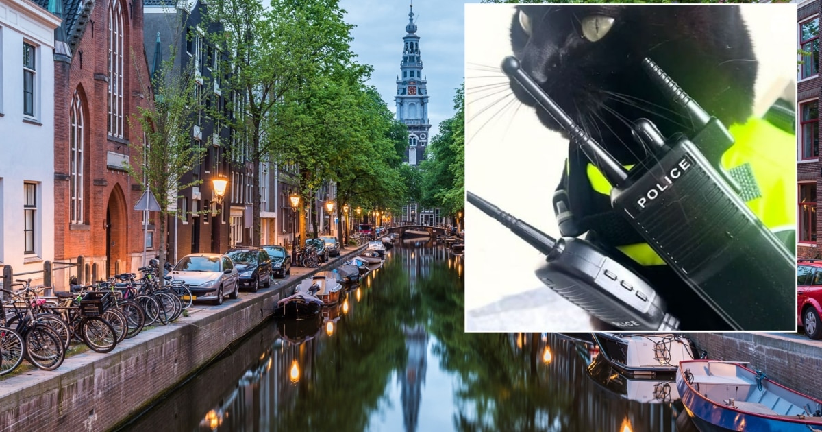 Kommissar „Nimis“ - In Amsterdam geht eine „Polizeikatze“ auf Streife ...
