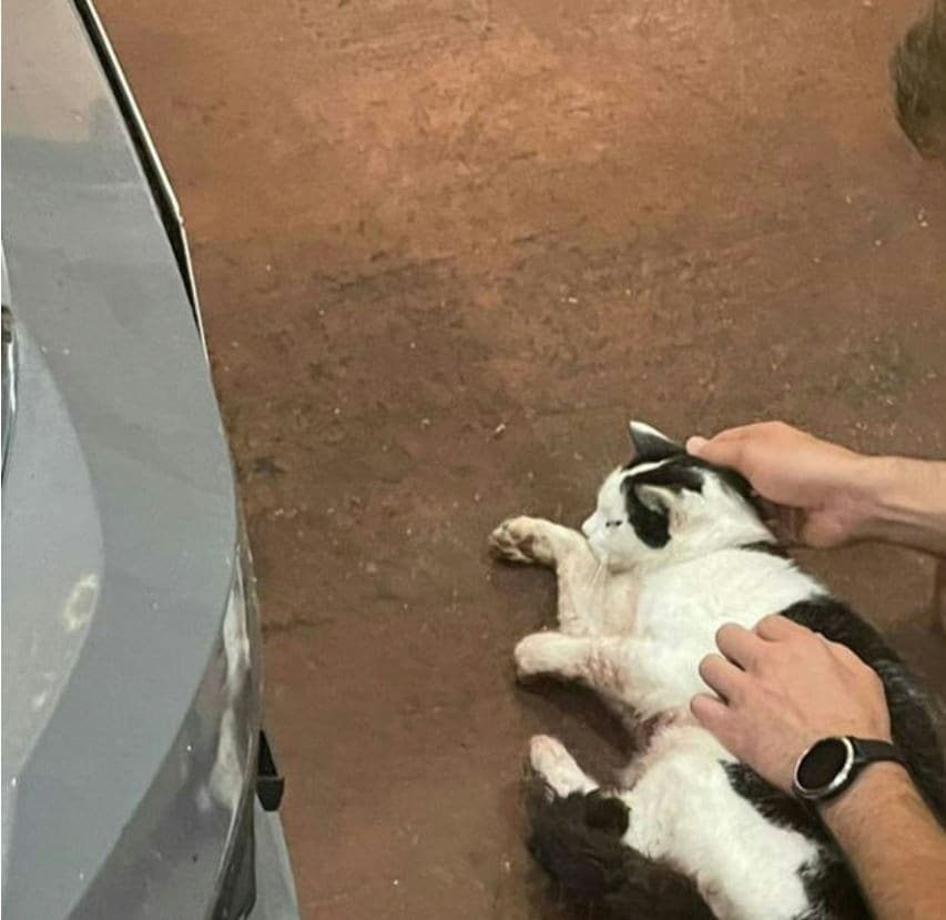 Seriously injured - Hit by a car: Cat thrown into radiator grille ...