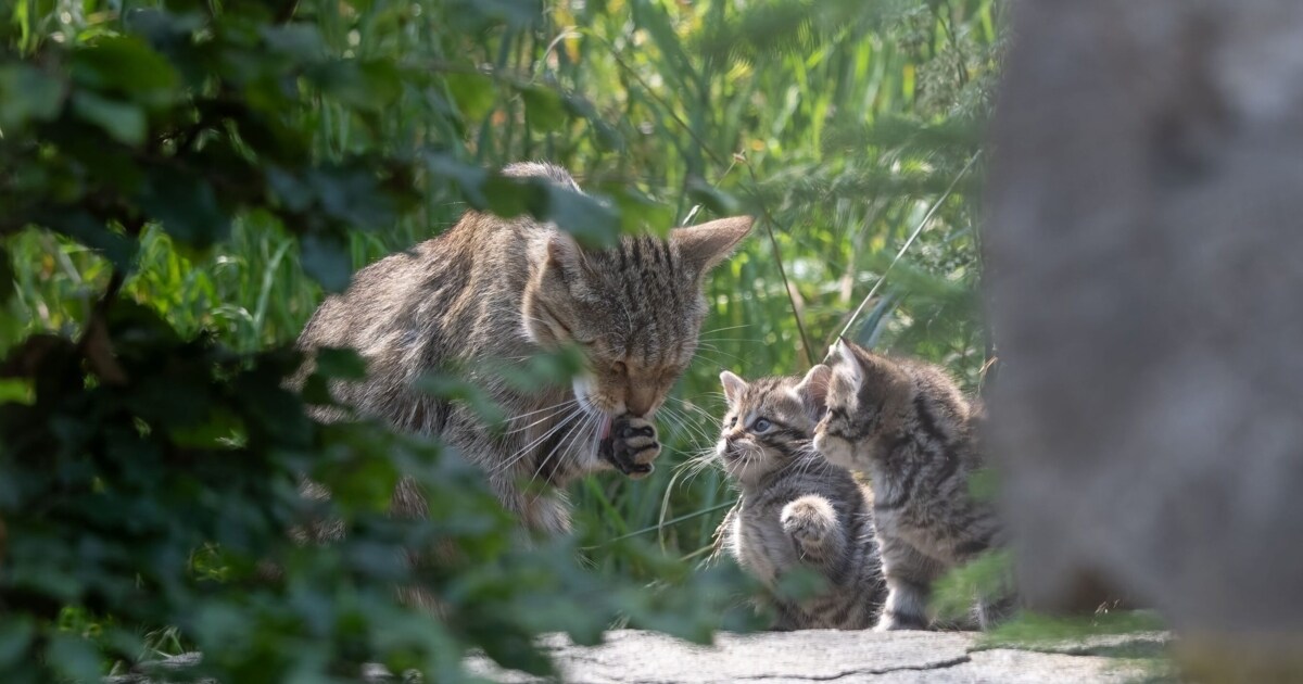 Offspring in Mautern - Wild cat kittens purr on the Wild Mountain ...