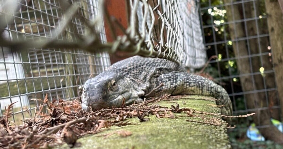 Video shows runaway - Monitor lizard “Hermine” triggers fire department ...
