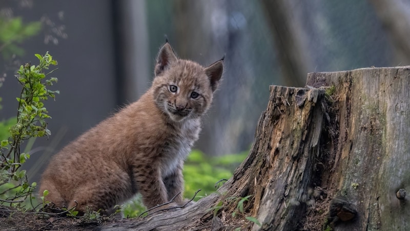 Süße Babys - Luchs-Zwillingspärchen im Wildpark Mautern geboren | krone.at