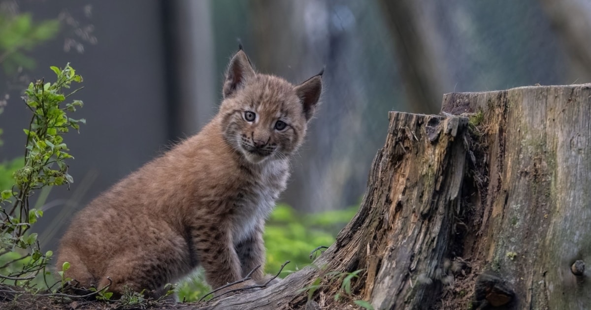 Süße Babys - Luchs-Zwillingspärchen im Wildpark Mautern geboren | krone.at