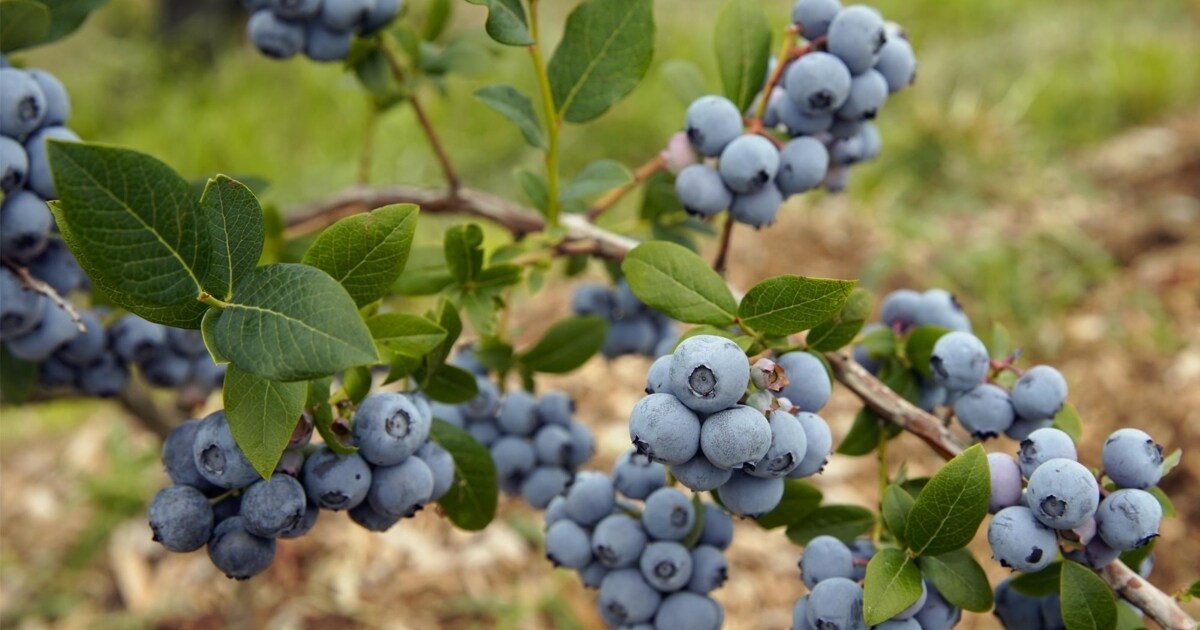 Sweet seduction - Blueberries to fall in love with | krone.at