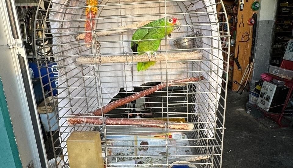 Ringen um „Burli“ - Österreichs traurigster Papagei vor Abnahme | krone.at