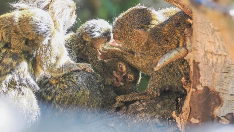 Freude in Salzburg - Kleinste Affenart der Welt bekam im Zoo Nachwuchs ...
